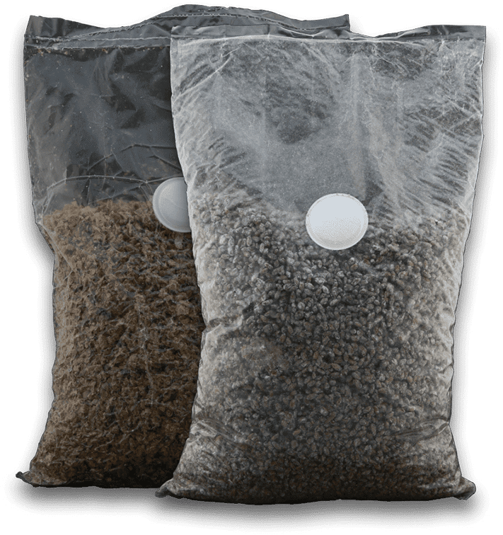 Mycelia of medicinal and exotic mushrooms | MycoLabs