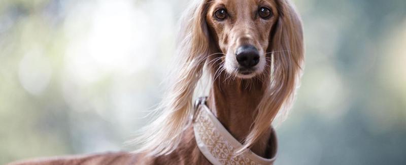 How to Stud Your Dog for the First Time: Do It the Right Way | Woof ...