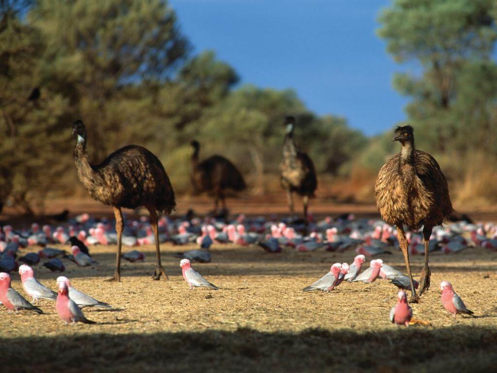 Wild West: Animals in the Archives 2021 | UpNext