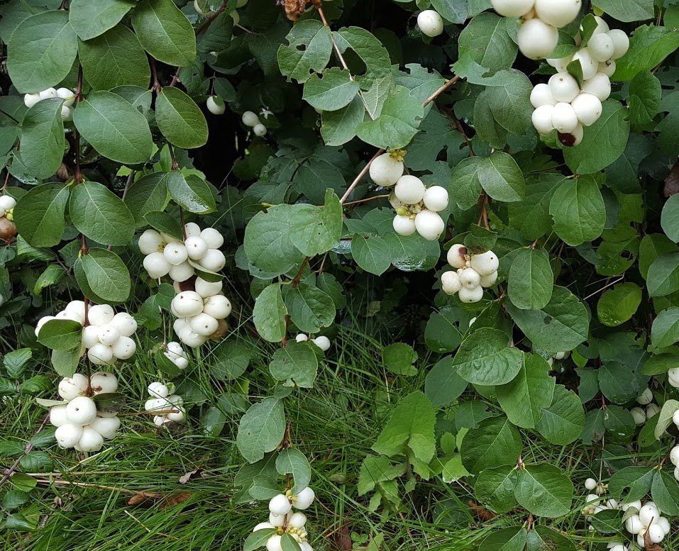7 Ways To Get Rid Of Snowberry Bushes