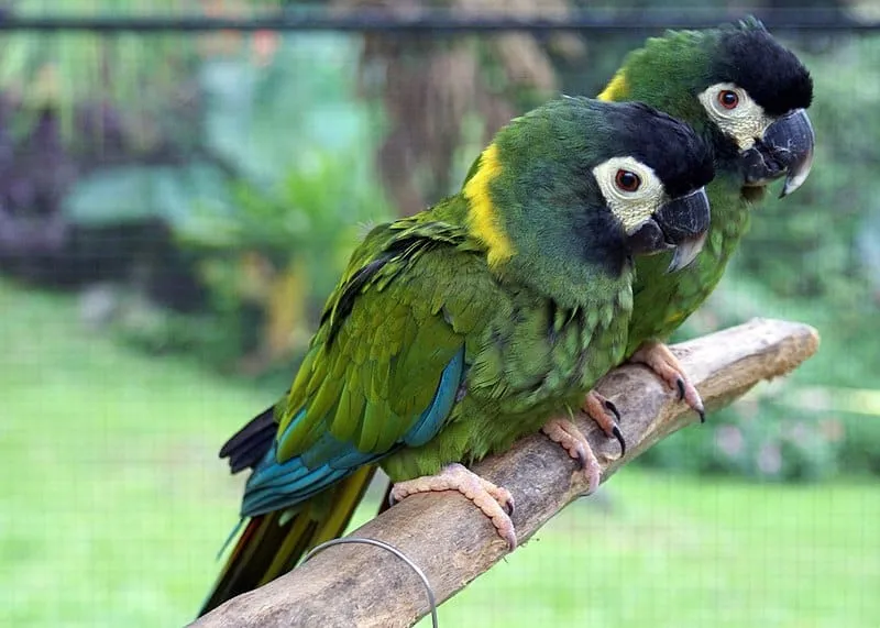Macaws of Brazil - Tudo Sobre Animais