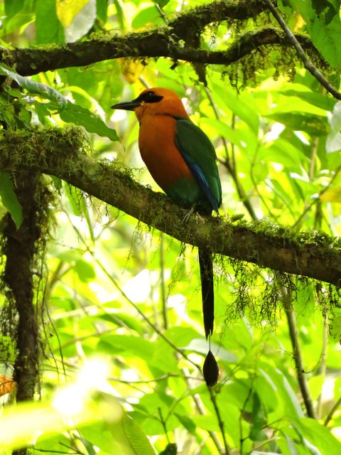 Bird watching tour - Arenal Volcano Costa Rica