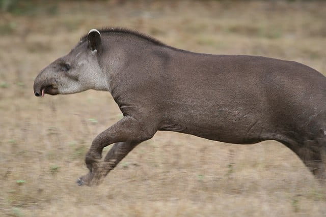 As diversas espécies de anta | Tudo sobre animais
