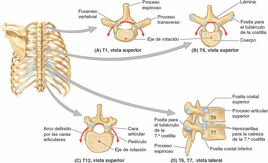 02. Pared Torácica | Enfermería