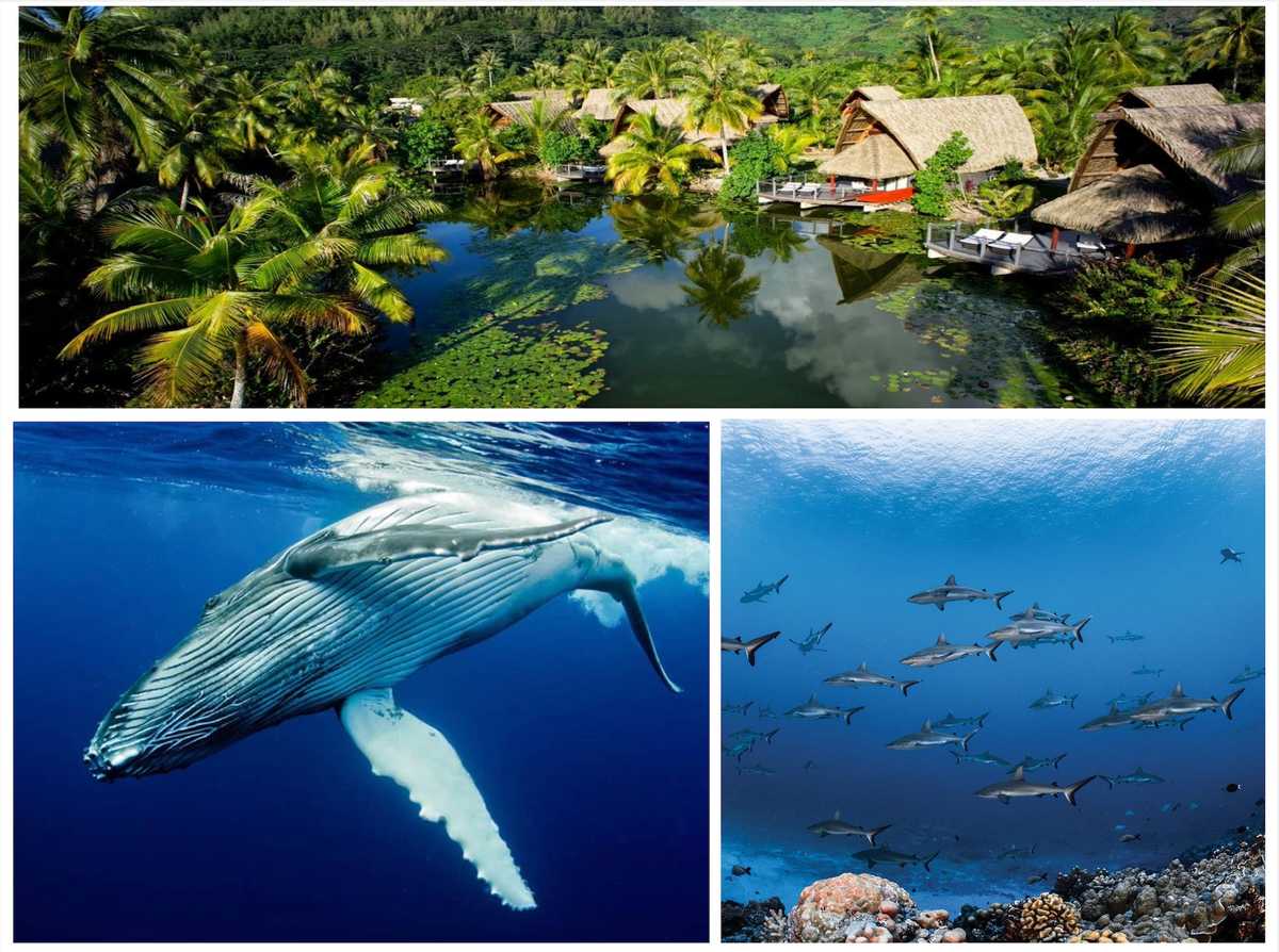 Objectif Plongées - Ida Borie