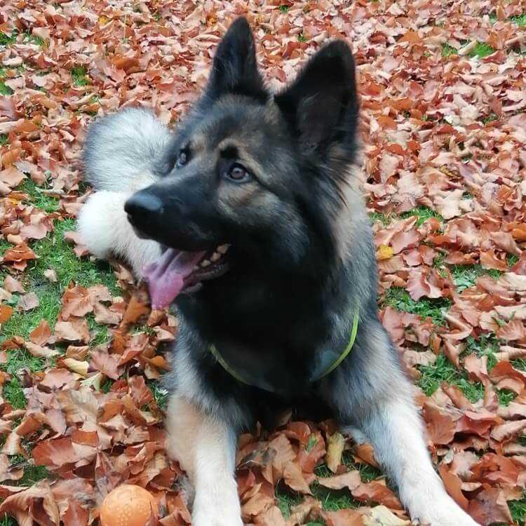 Jacky lives on her own, but thanks to her dog Izzy, she knows she’ll ...