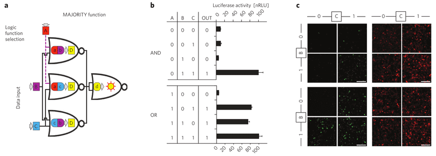 Week 13, constructing logic circuits in mammalian cells | Swizec Teller