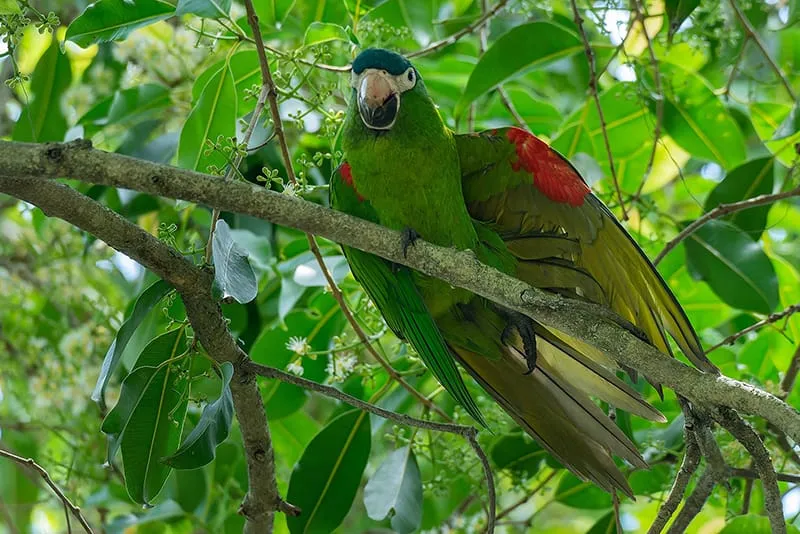 Macaws of Brazil - Tudo Sobre Animais