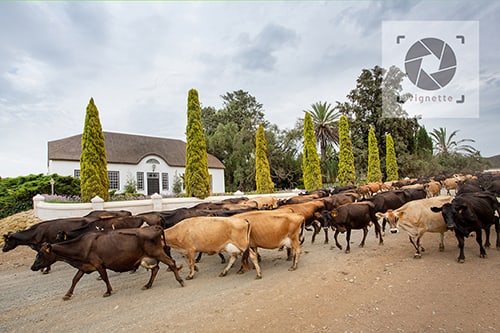 Uitkyk | Editorial features, such as this one, are sold exclusively on ...