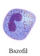 Bazofil - Biyoloji Terimi