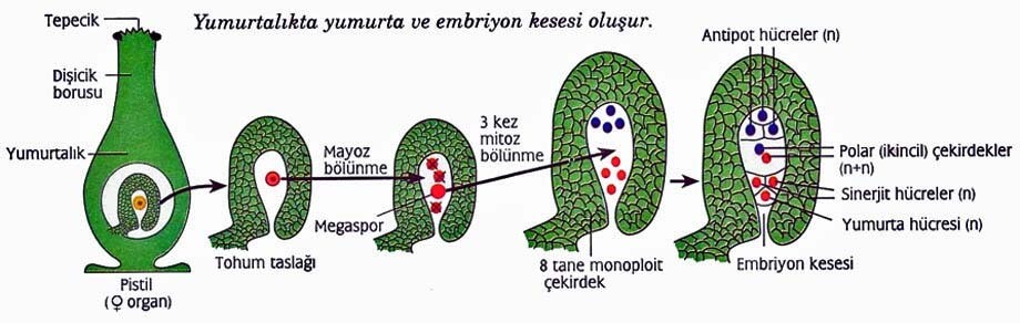 Bitkilerde Eşeyli Üreme - Bikifi