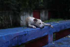 Tampon Eating in Dogs: The Risks and How to Stop It | Woof & Beyond