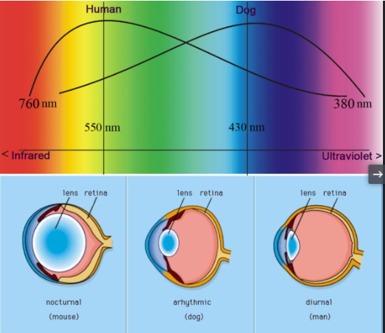 Do dogs see in color