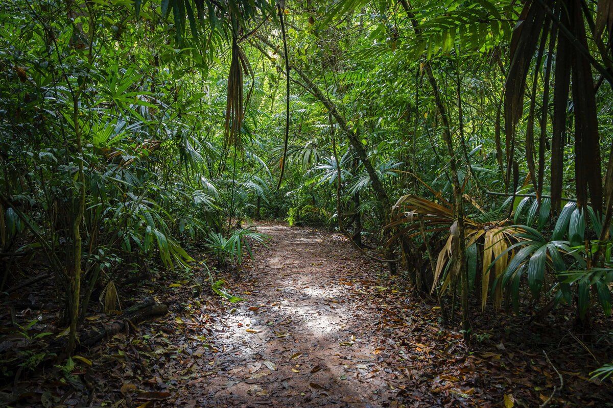 Big Island Jungle Mystery Escape Room | 60 minutes to crack the code ...