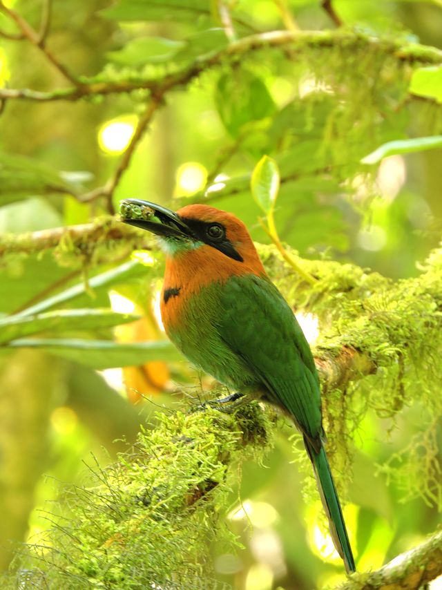 Bird watching tour - Arenal Volcano Costa Rica