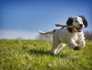 Drywall Destroyed: Stop Your Dog's Drywall Chewing Frenzy | Woof & Beyond