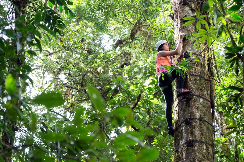 Arboreal Tree Climbing tour Monteverde Costa Rica