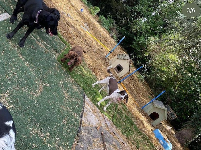 Happy Hounds Towcester