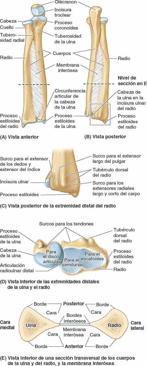 03. Huesos del Miembro Superior | Enfermería.Top