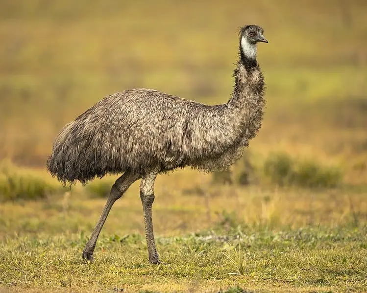 What is the difference between ostrich, Emu and Rhea? - Tudo Sobre Animais