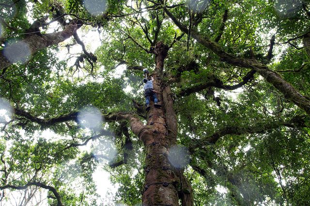 Arboreal Tree Climbing tour Monteverde Costa Rica