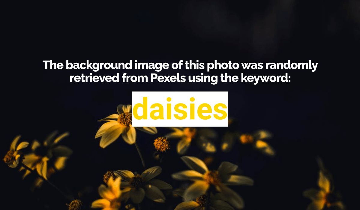 How to Use the Pexels API to Randomize Images with Bannerbear - Bannerbear