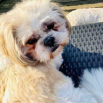 Laura’s dog Milo is so kind and gentle, you can’t help but adore him