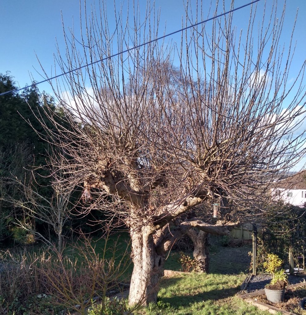 Why Watersprouts Grow and What To Do About Them - Ascent Yard Care