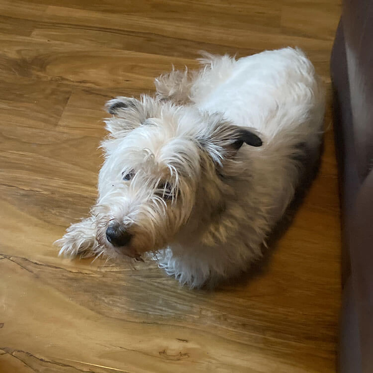 Meet Scooby | Great British Dogs