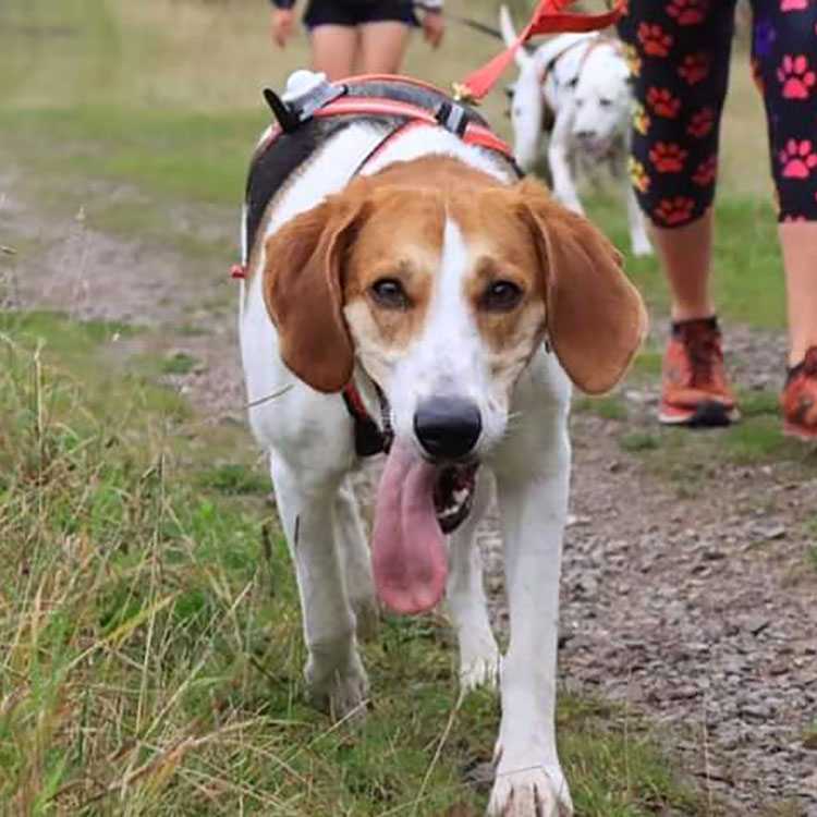 Since joining the family in 2021, Waffle has kept Julie and her husband ...