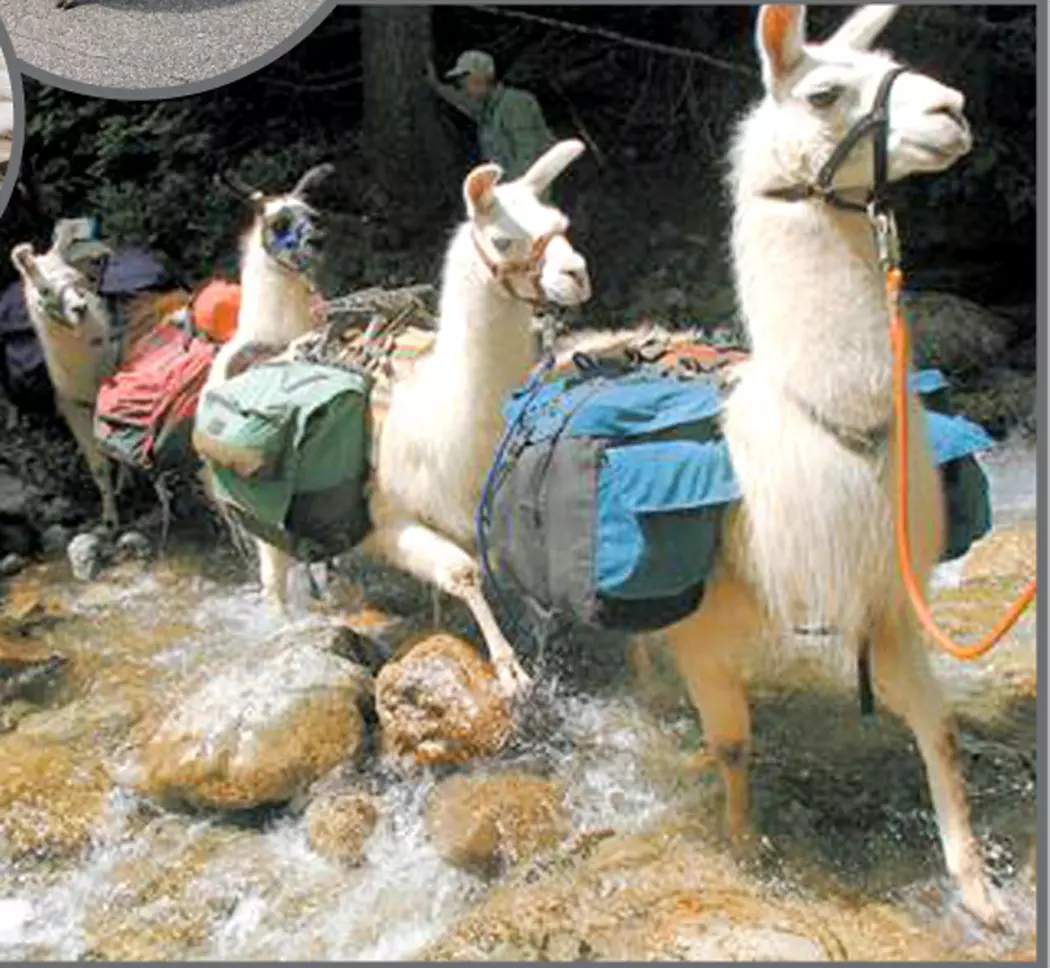 Lower Sherwood Farm | Raising champion llamas since 1986.