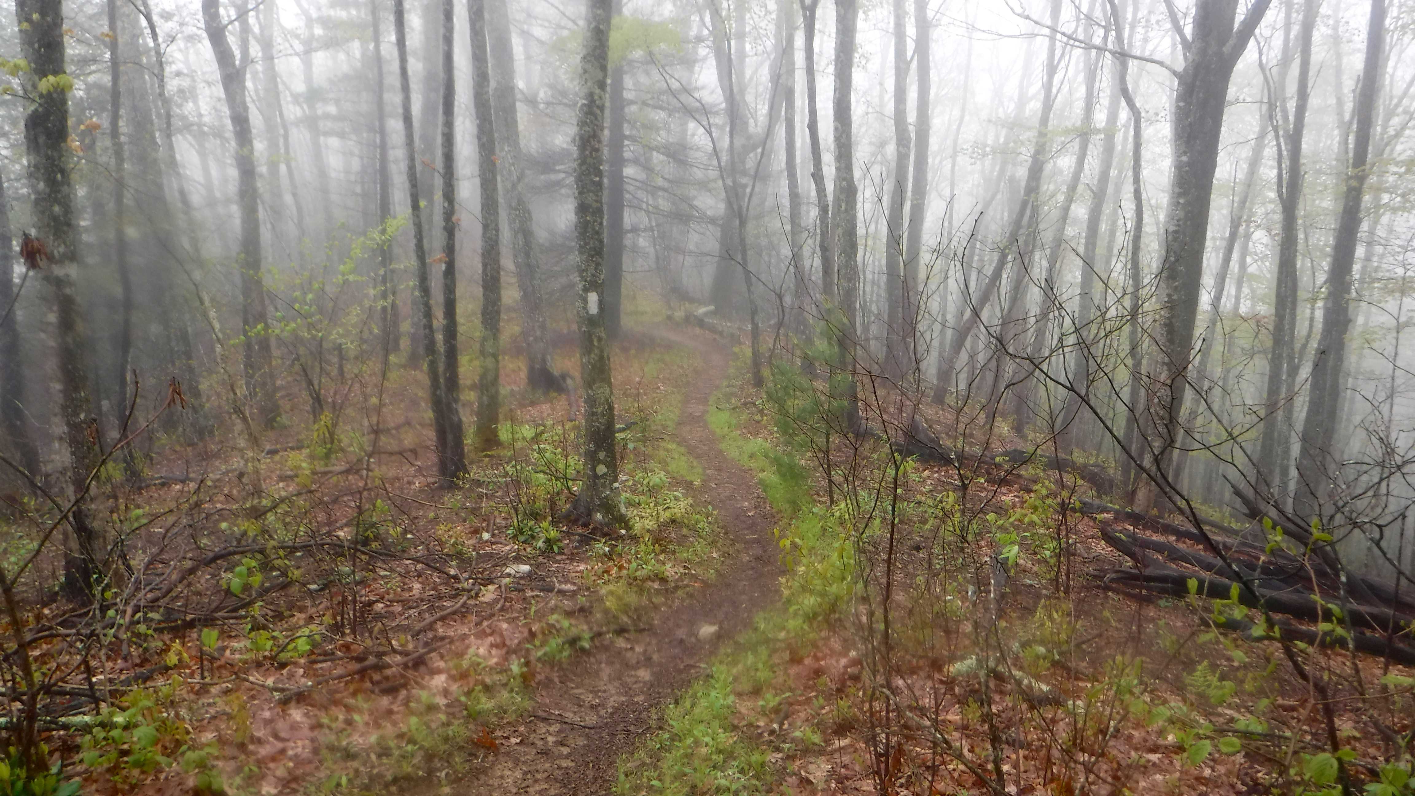 AT 2017: Day 33, Moreland Gap Shelter to Shook Branch Road | Hike with ...