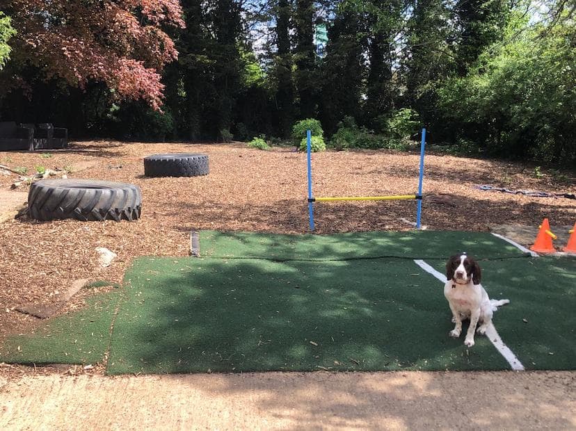 Happy Hounds Towcester