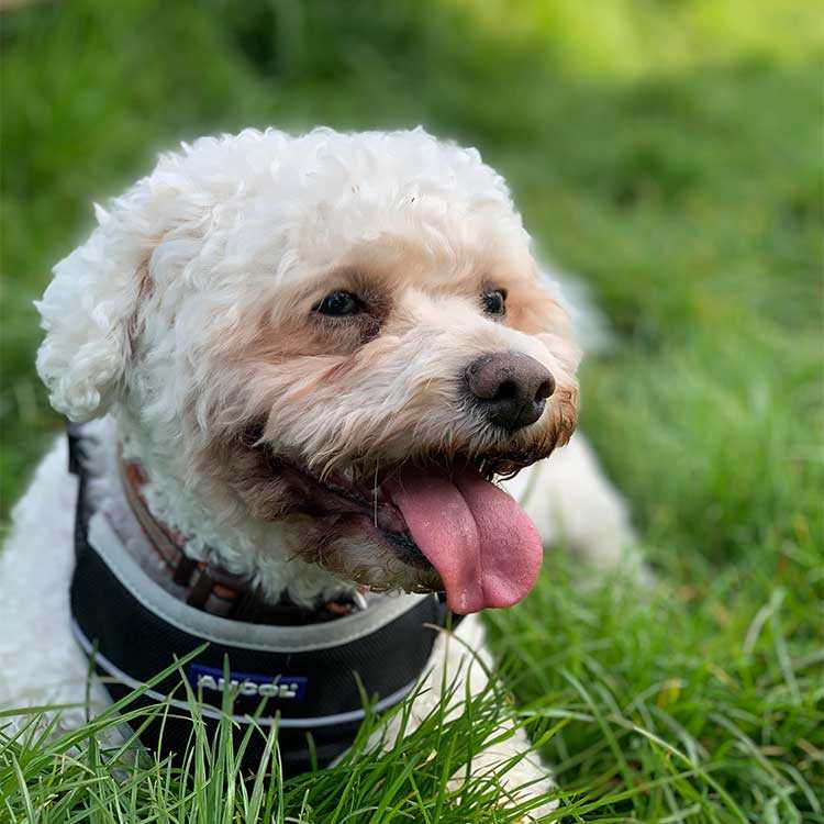 Anna is in awe of how strong and resilient her dog Alfie is, even when ...