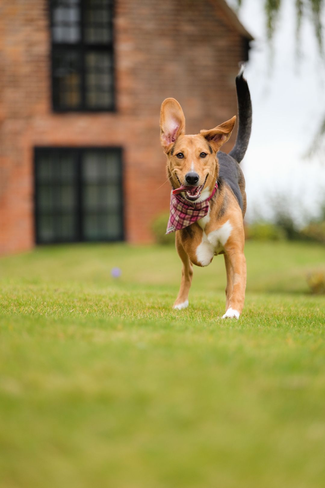 Caring for a tri-pawd (three-legged) dog | Chris & Suze Go Walkies