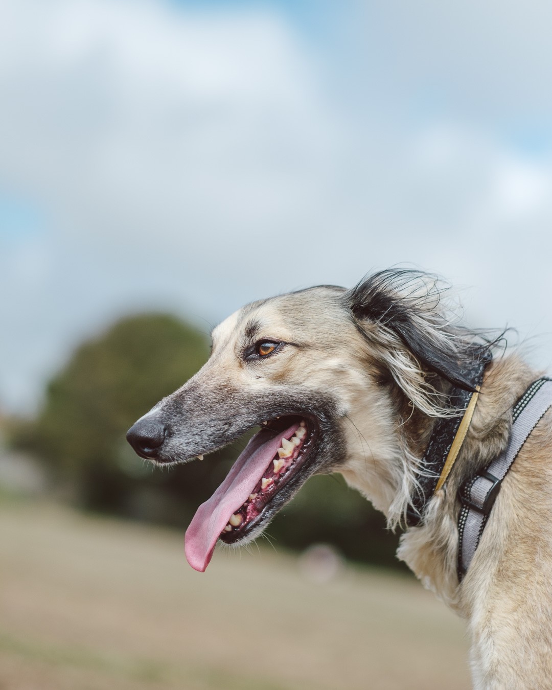 How to take better photos of dogs | Chris & Suze Go Walkies