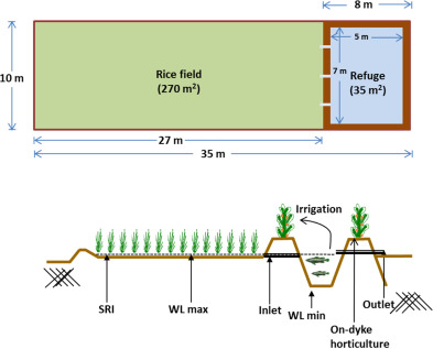 System of Rice Intensification - Climate Tech Handbook