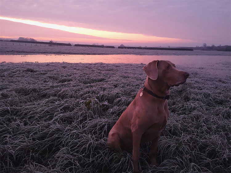 Meet Alfred | Great British Dogs