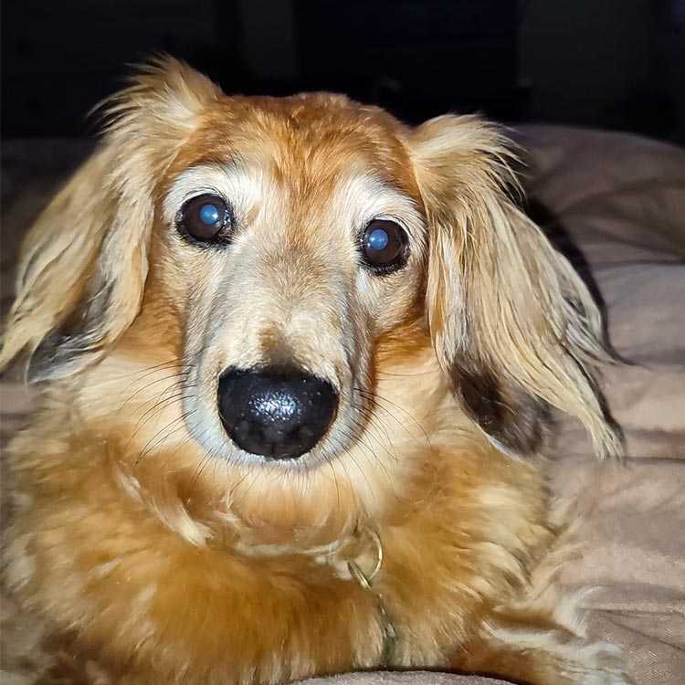 After Bella was diagnosed with heart failure last year, Kelly has been ...