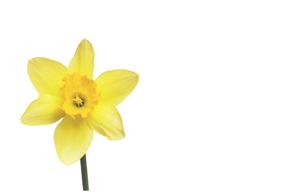 Bunga Ulang Tahun Tangerang Panduan Lengkap Bunga Bulan Kelahiran ...