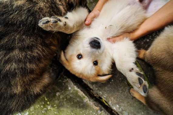Dog Papers: How Important Are They? | Woof & Beyond