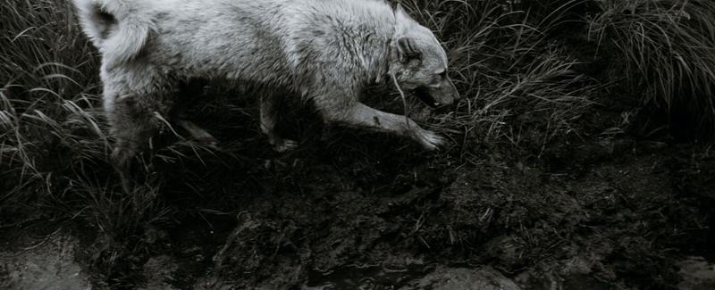 Cadaver Dogs: A Quick Look into Their Training | Woof & Beyond