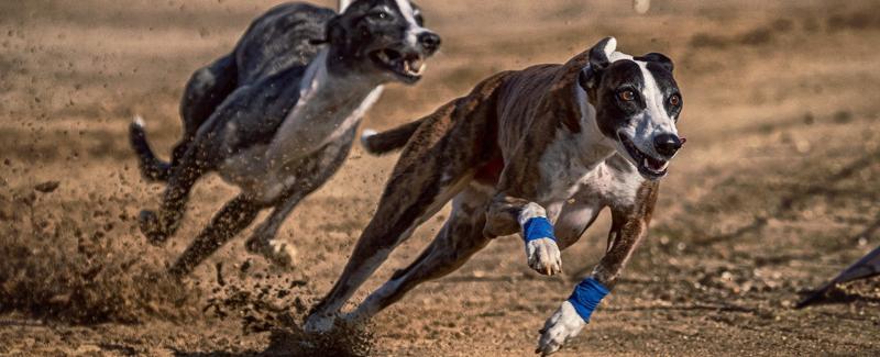 How Fast Can Dogs Run? | Woof & Beyond