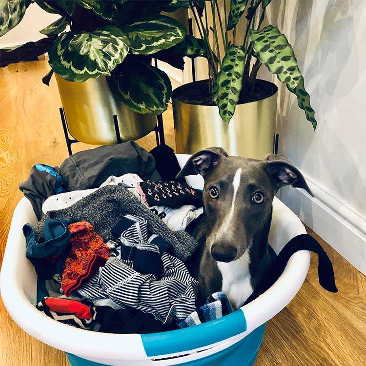 Mark’s dog Dobby has many quirky habits that bring his family endless joy