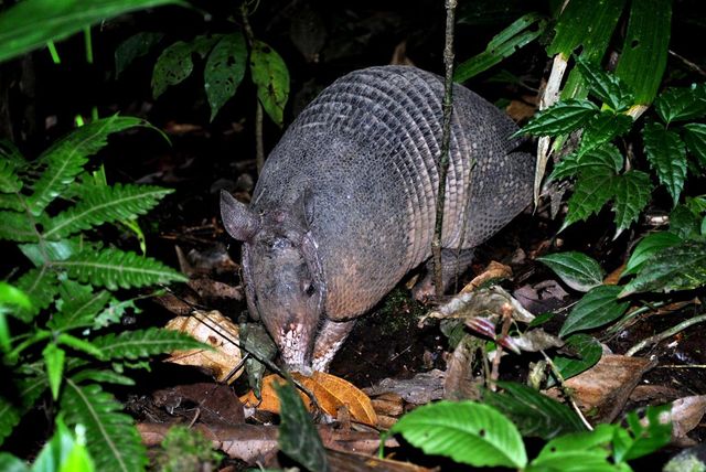 Arenal Night Hike Arenal Volcano Costa Rica