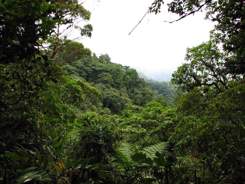 Monteverdes Cloud Forest