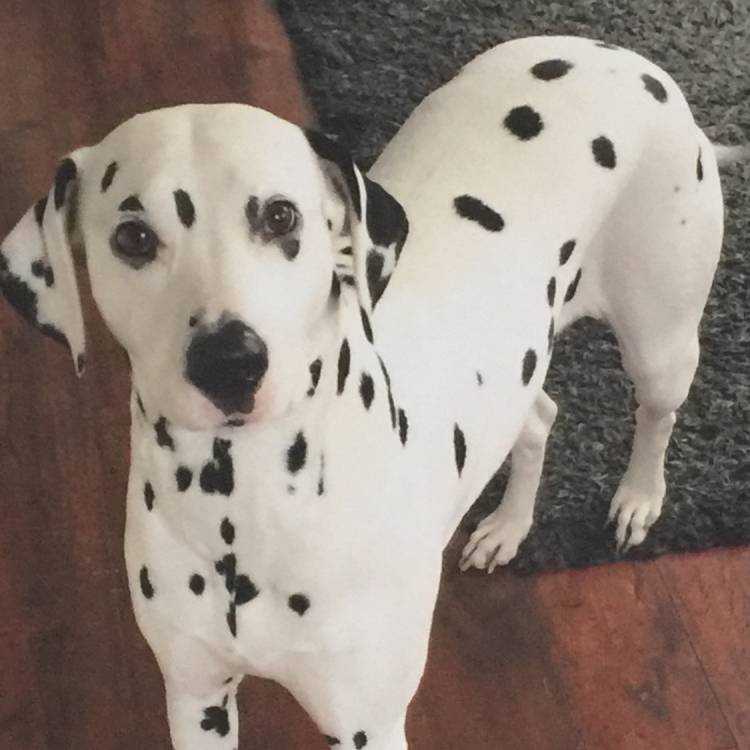 Diana wasn’t sure about dogs, but Ruby came into her life and changed ...