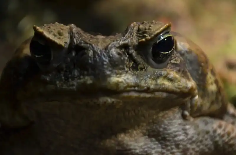 O que você precisa saber sobre o sapo-cururu - Tudo Sobre Animais
