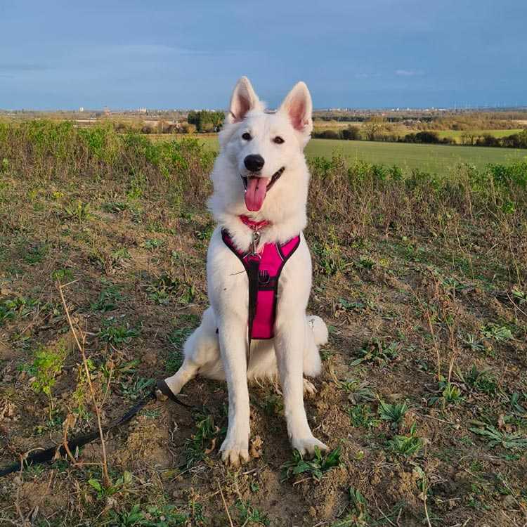 Whether she’s dragging the family our for walks or stubbornly refusing ...