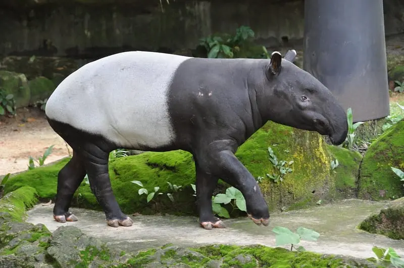 As diversas espécies de antas - Tudo Sobre Animais